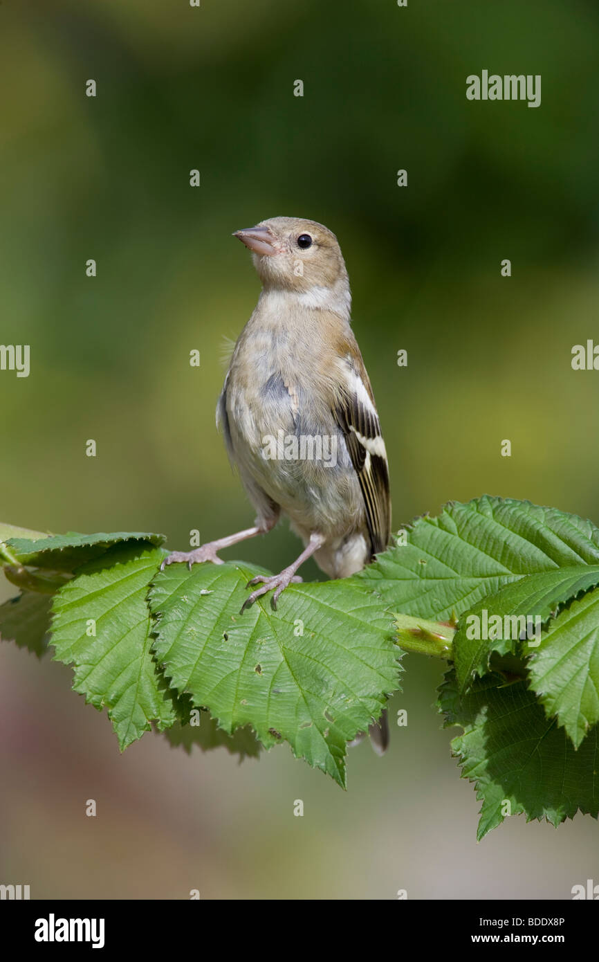 Juvenile chaffinch hi-res stock photography and images - Alamy