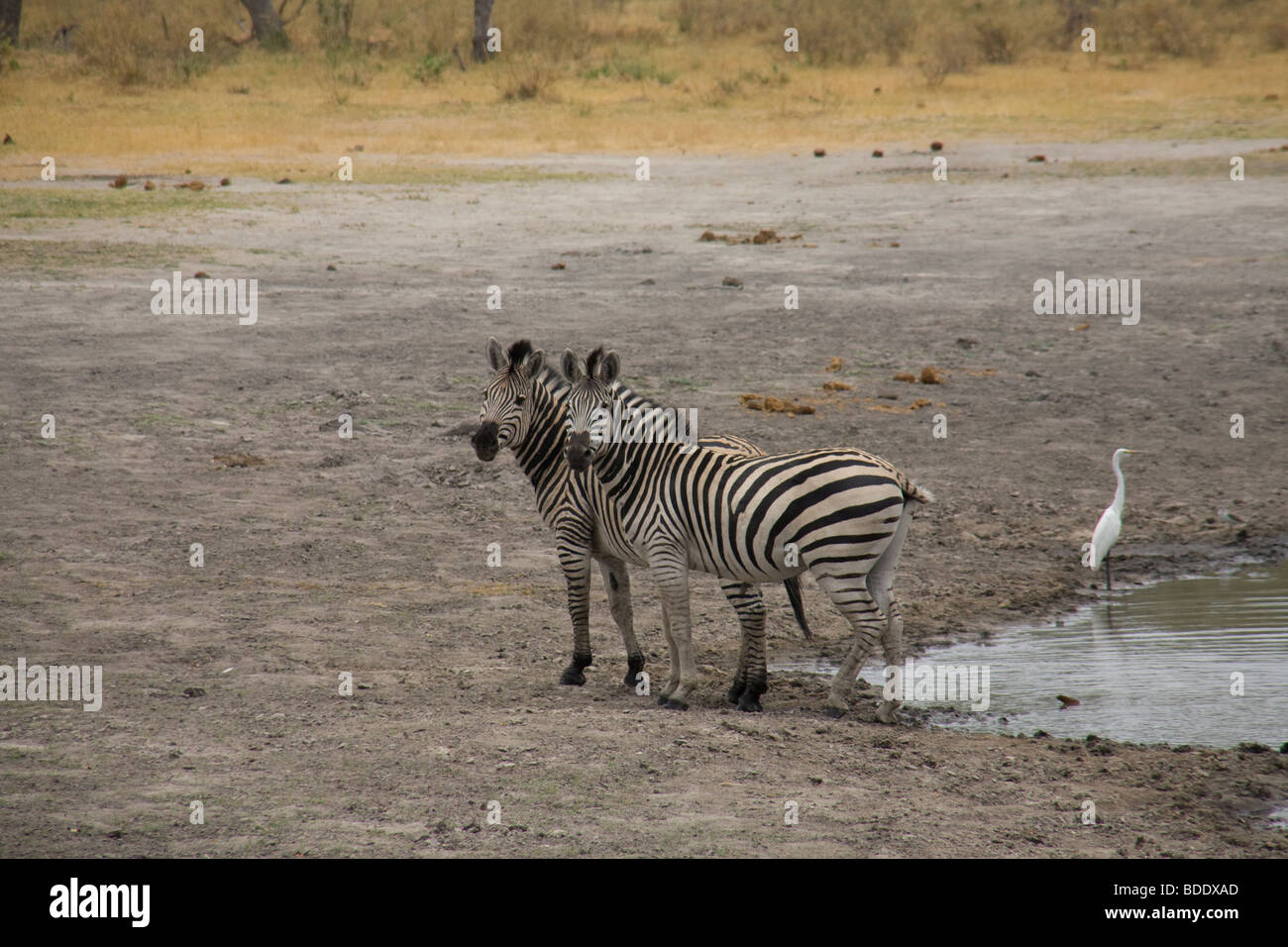 Okavango delta kwanda linyanti river l hi-res stock photography and ...