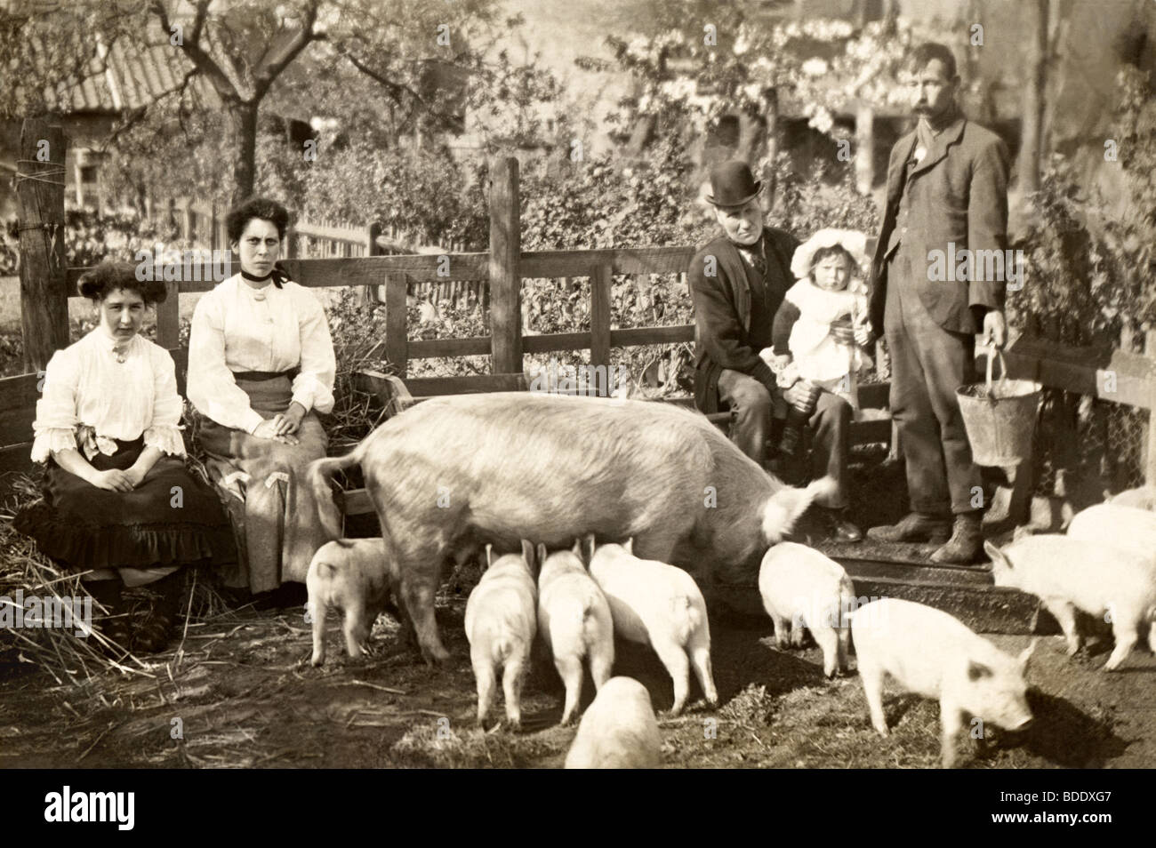 A Family with their Pigs at Feeding Time Stock Photo - Alamy
