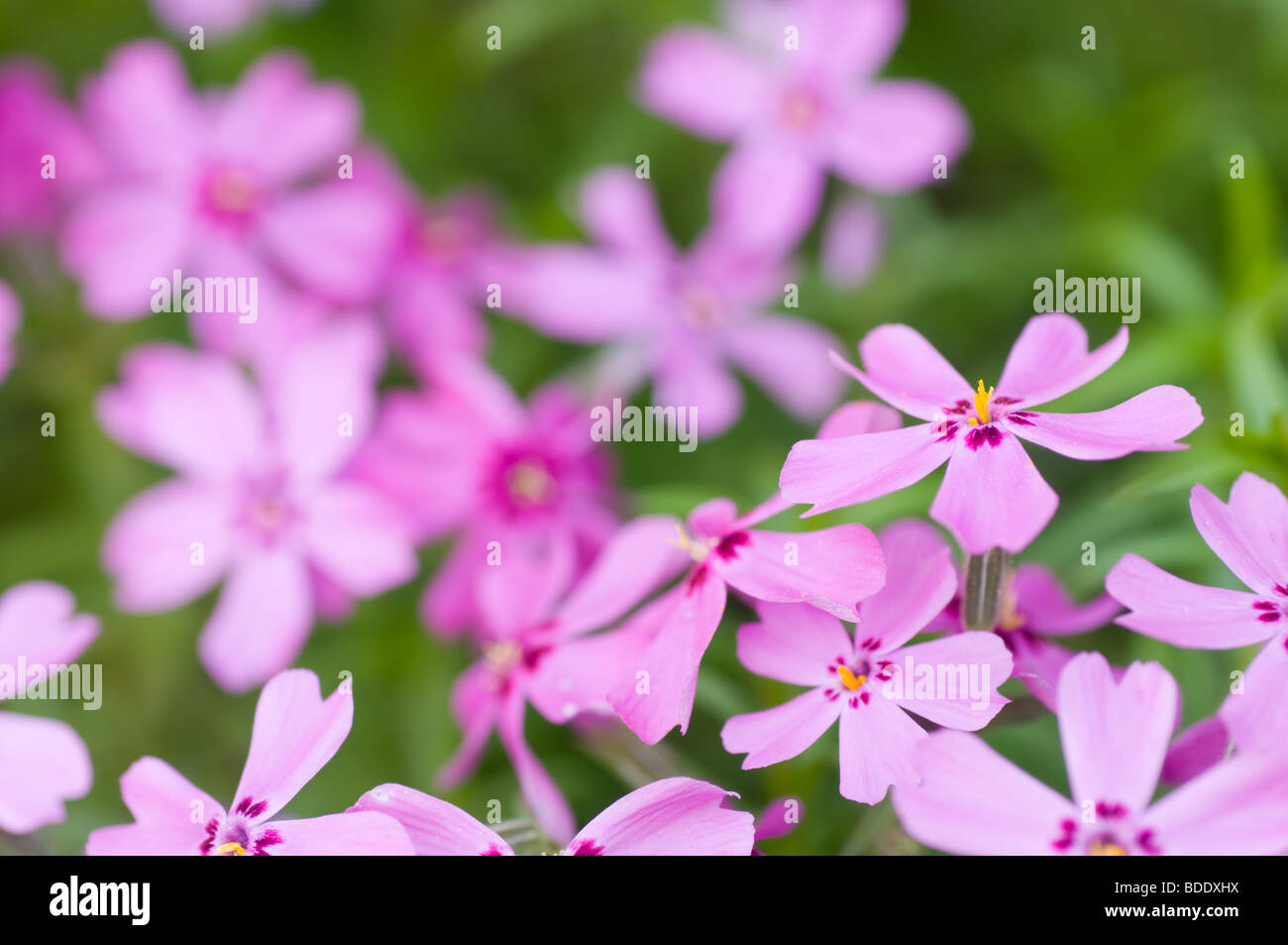 Subulata plant hi-res stock photography and images - Alamy