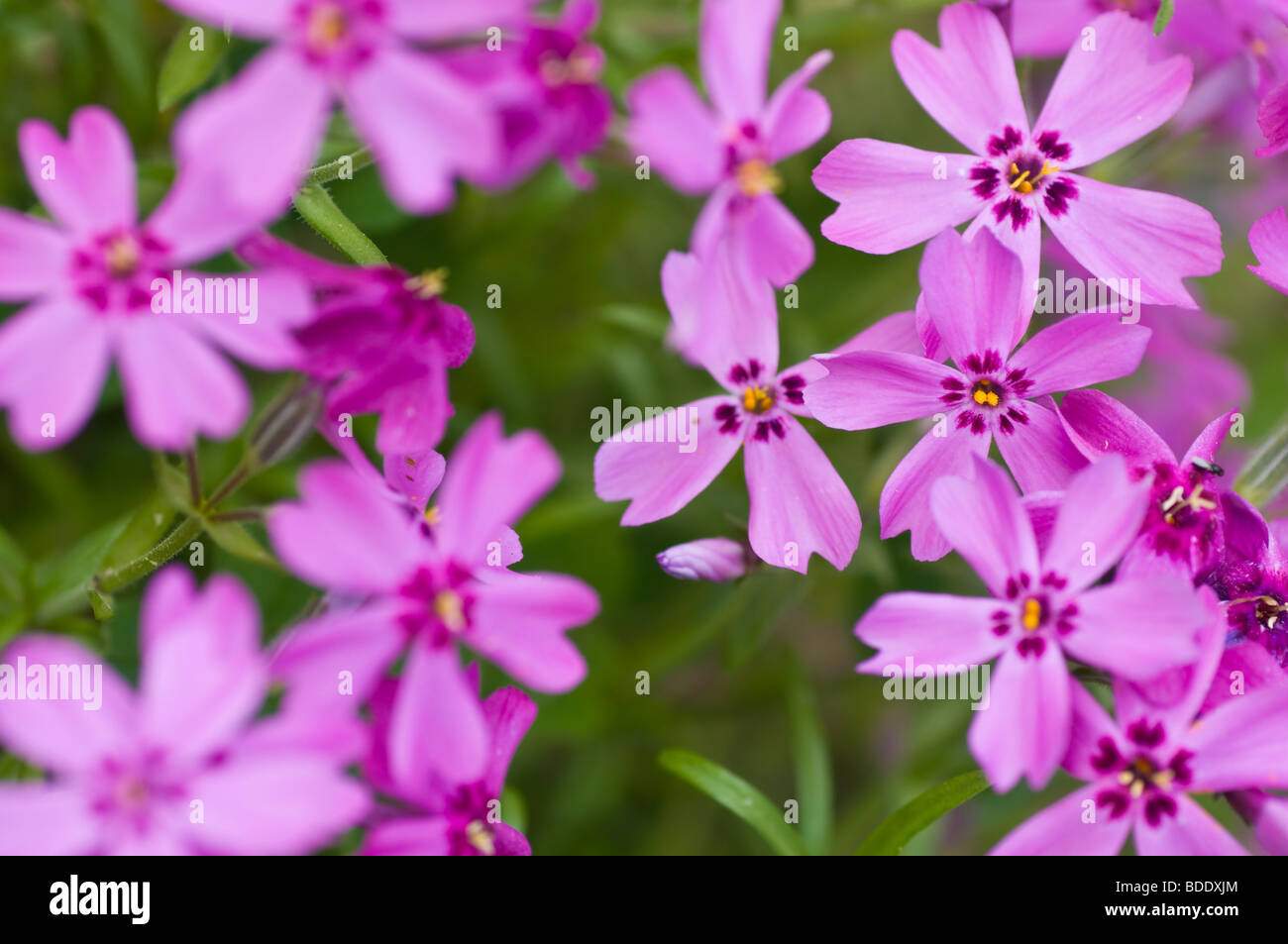 Subulata plant hi-res stock photography and images - Alamy