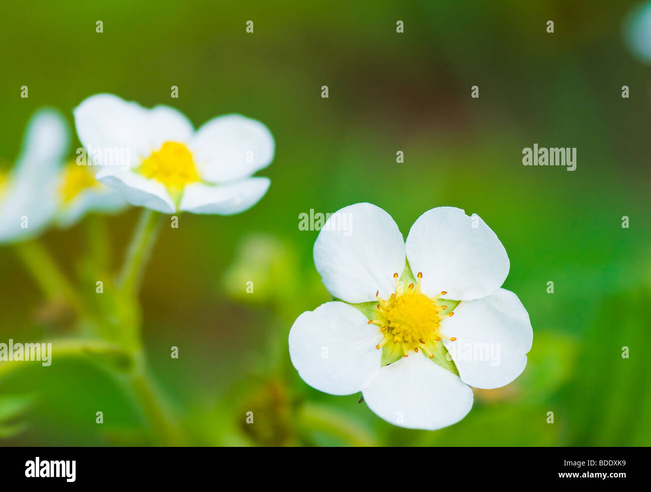 Strawberry stalk hi-res stock photography and images - Alamy