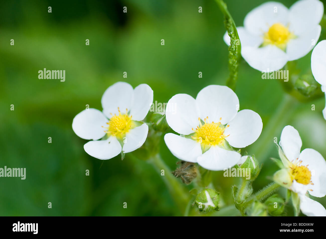 wild strawberry flowers Stock Photo - Alamy