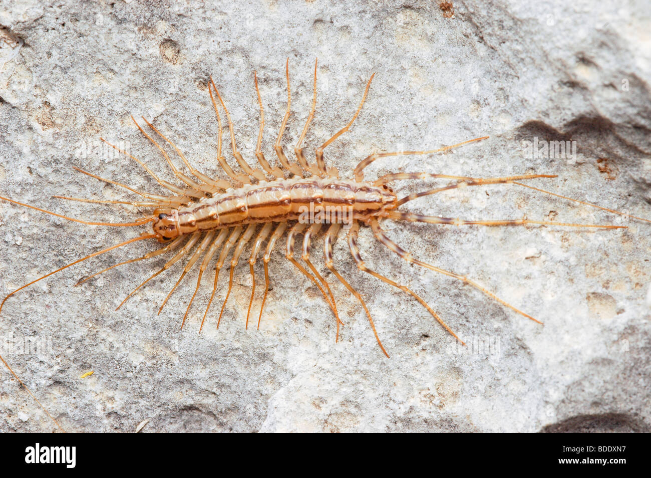 Centipedes arthropod hi-res stock photography and images - Alamy