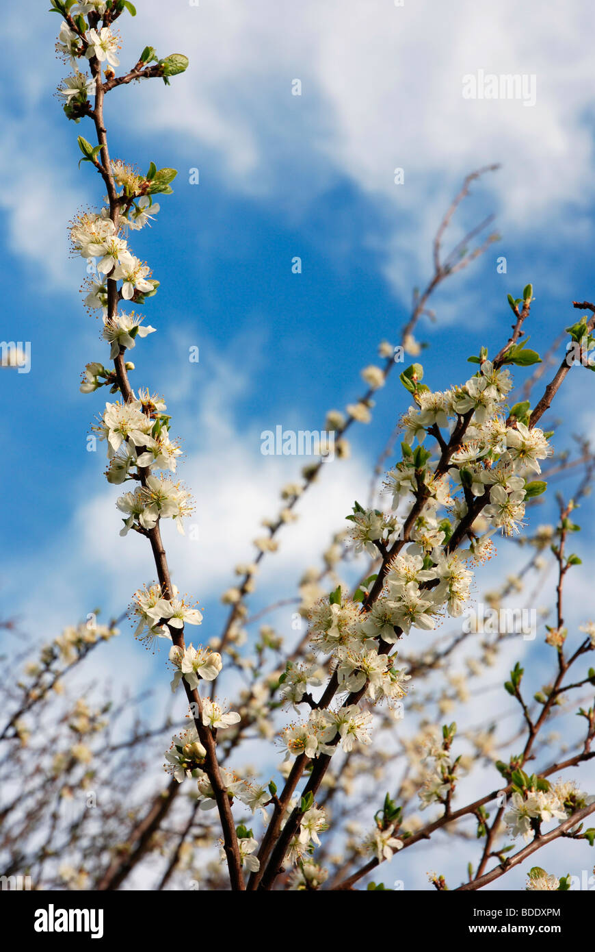 Damson tree blossom hi-res stock photography and images - Alamy