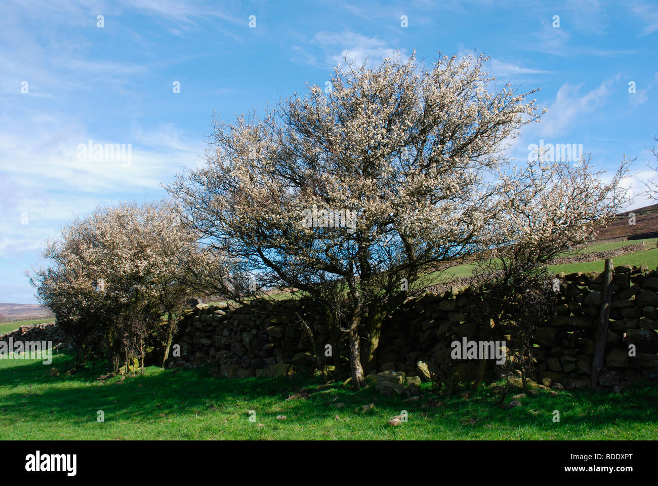 Blackthorn trees at blossom time Stock Photo - Alamy