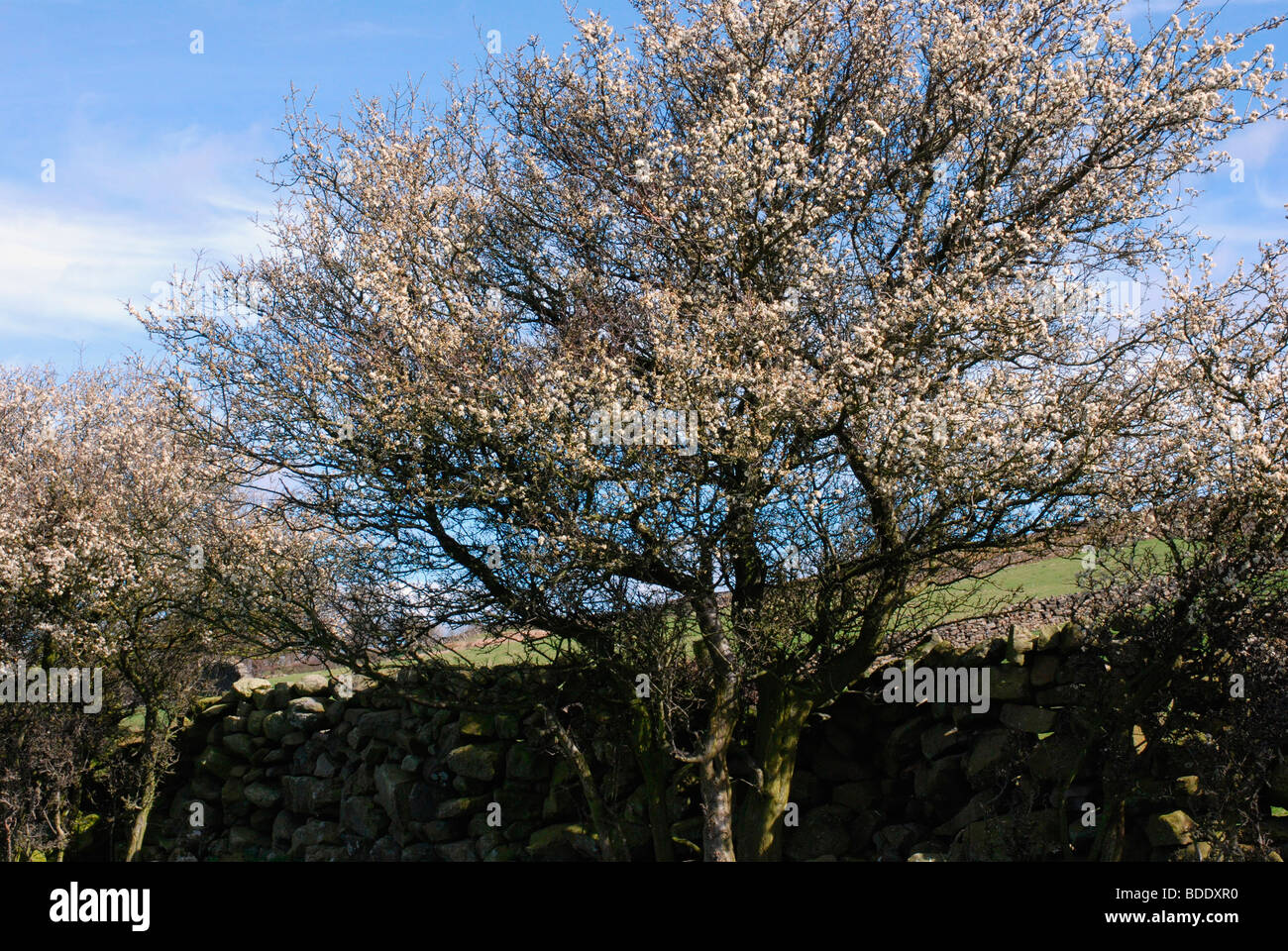 Blackthorn trees at blossom time Stock Photo - Alamy
