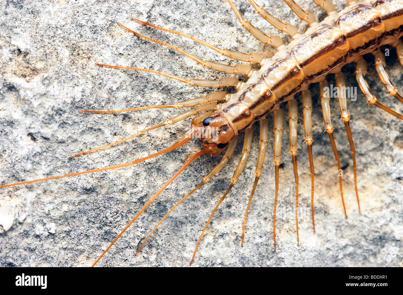 Centipedes arthropod hi-res stock photography and images - Alamy