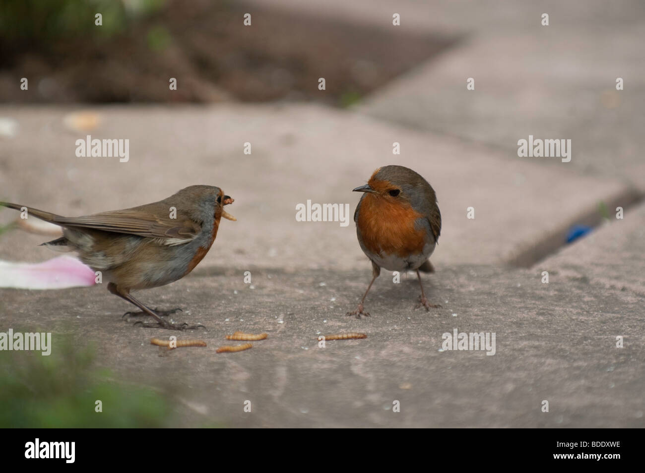 Robins feeding on mealworms Stock Photo - Alamy