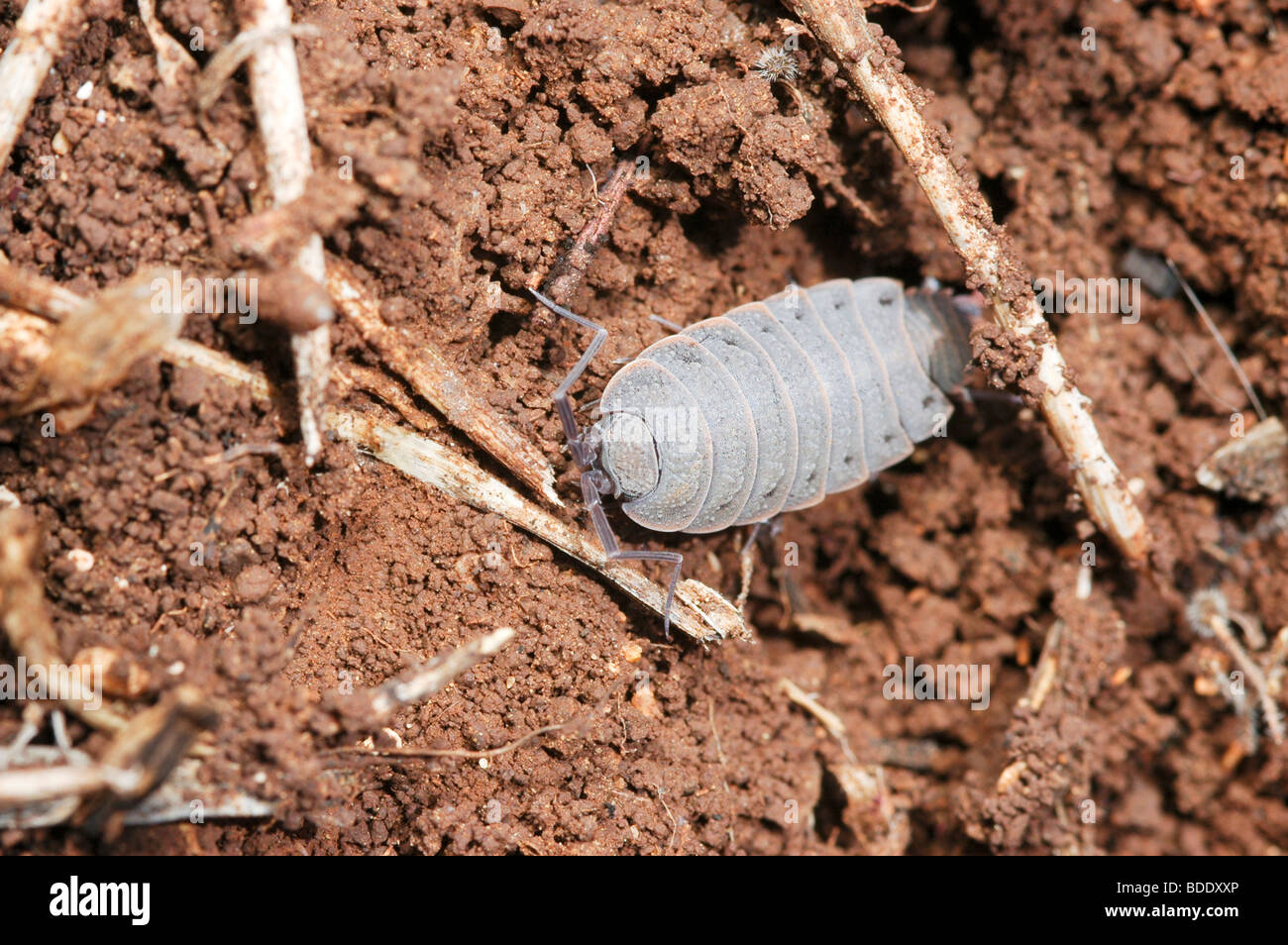 Isopods isopoda hi-res stock photography and images - Alamy