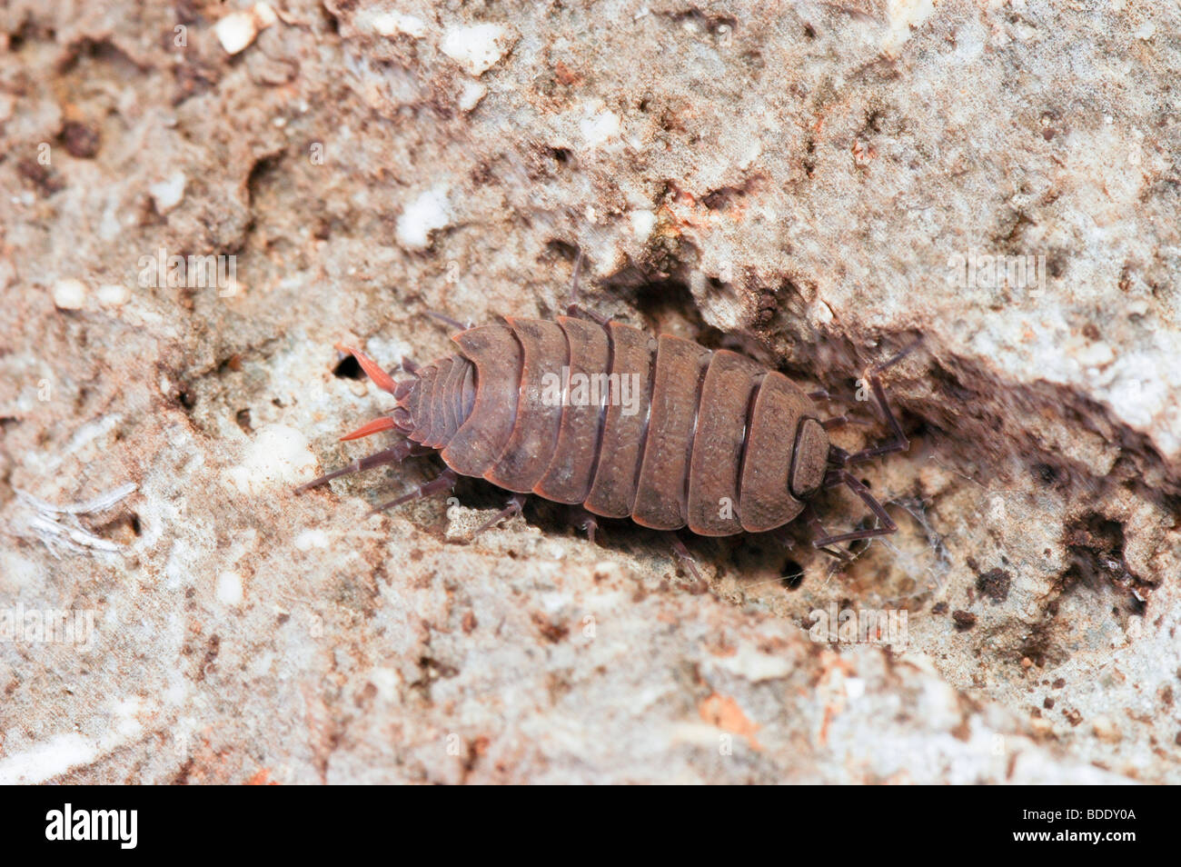 Isopods isopoda hi-res stock photography and images - Alamy