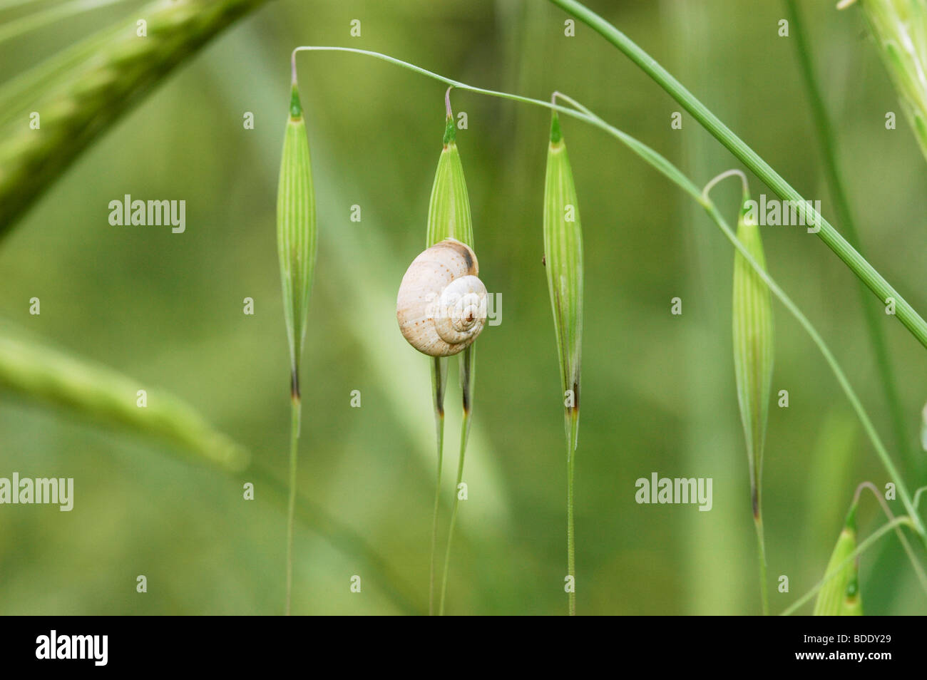 Mediterranean white snail theba pisana hi-res stock photography and ...