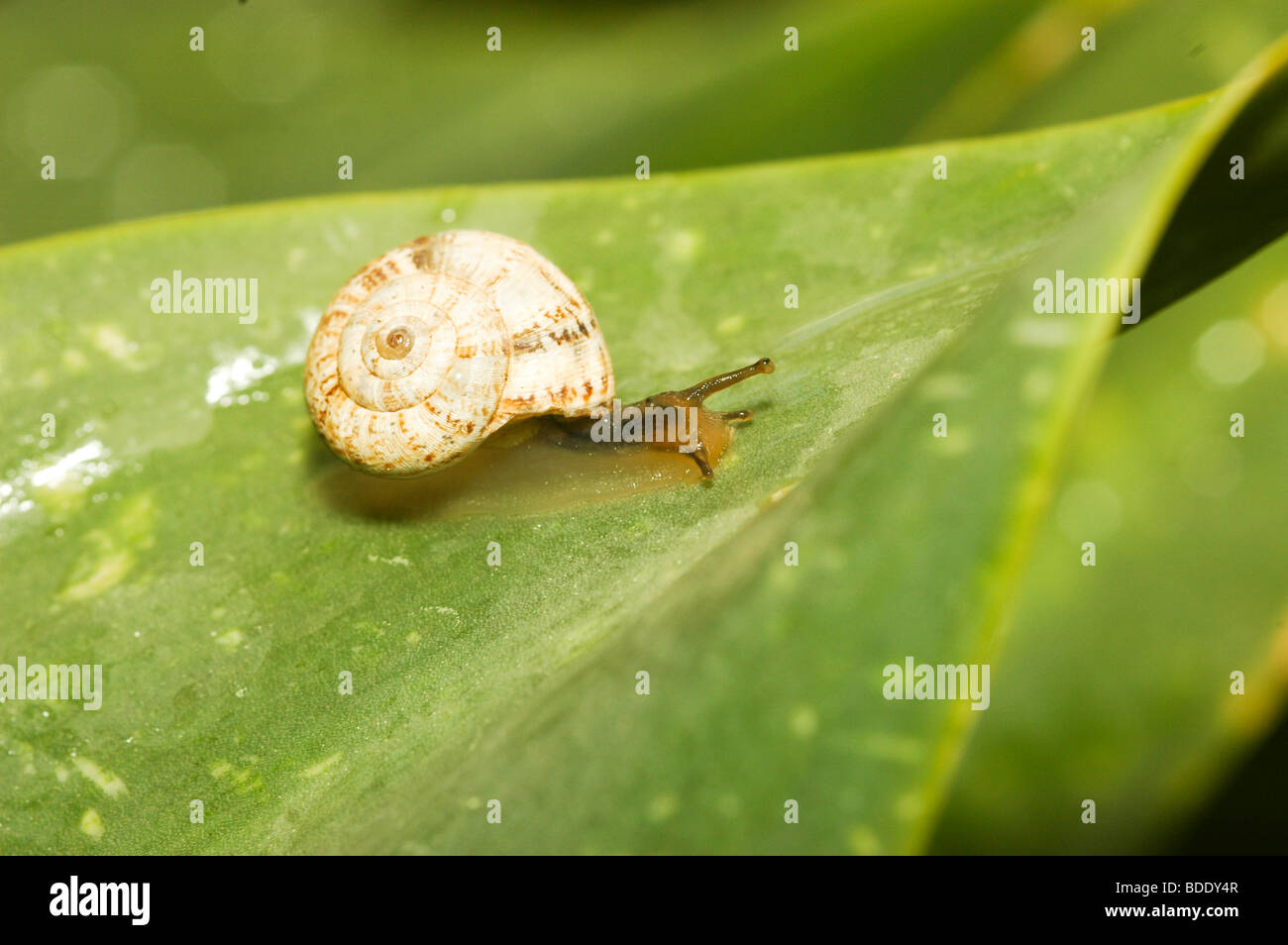 Land snail israel hi-res stock photography and images - Alamy