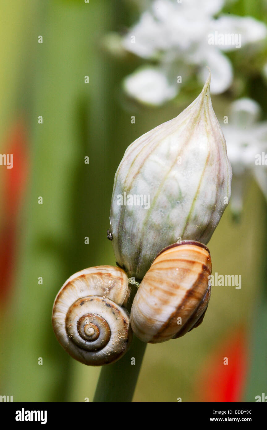 Two snails mating on a flower Stock Photo - Alamy