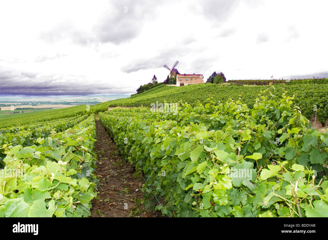 Mumm champagne hi-res stock photography and images - Alamy