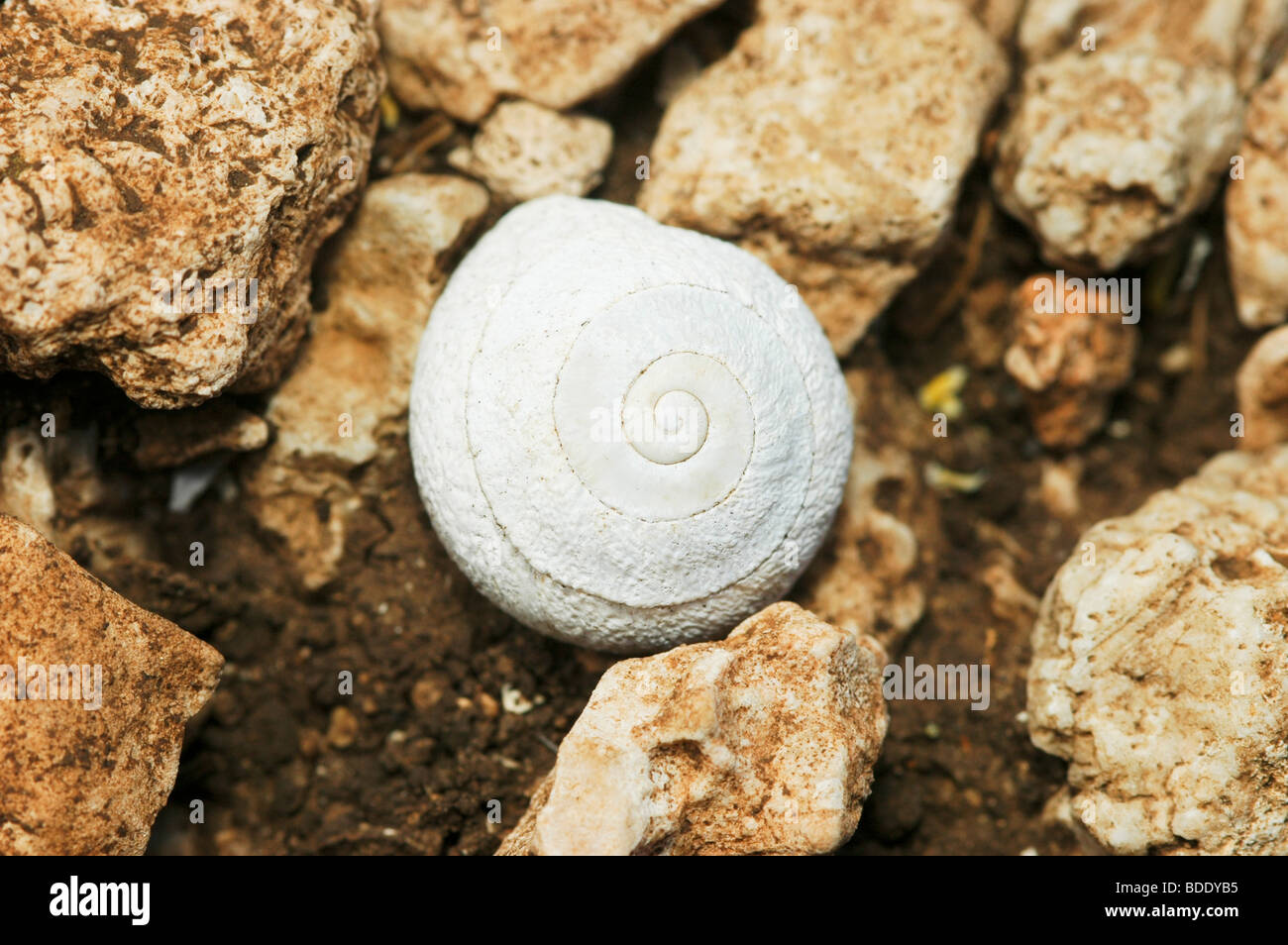white garden snail, Theba pisana Stock Photo - Alamy