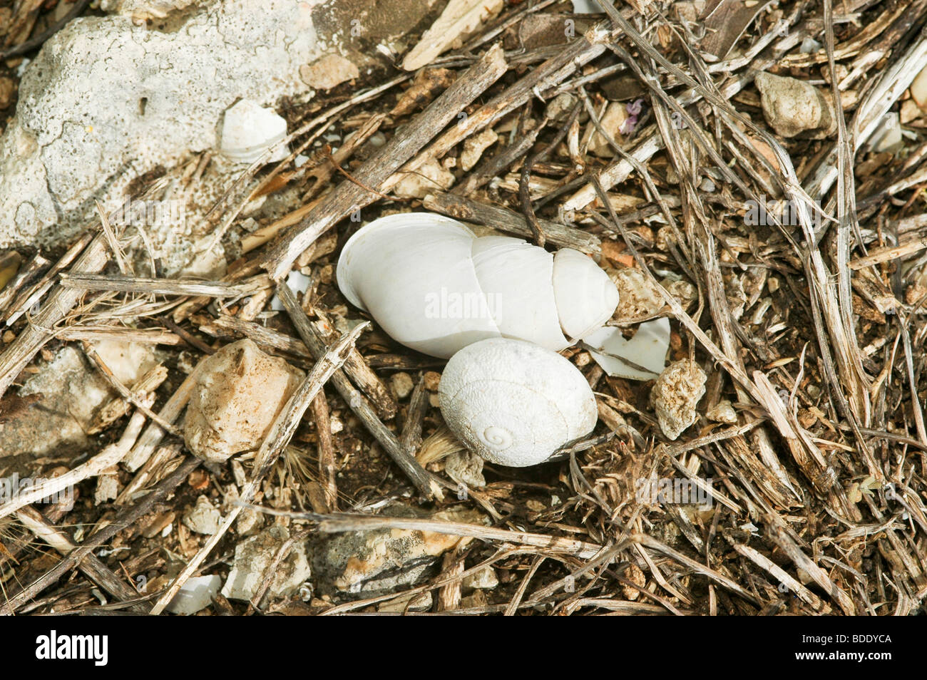Israel, A pile of empty snail shells Stock Photo - Alamy