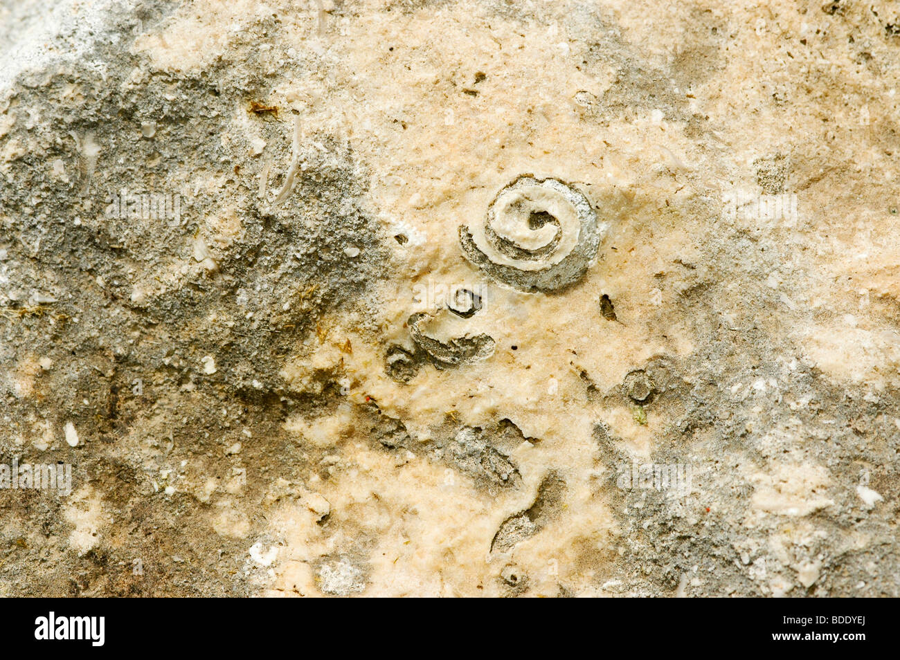 coiled shell fossil Stock Photo - Alamy