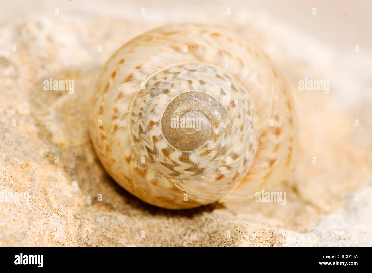 white garden snail, Theba pisana Stock Photo - Alamy