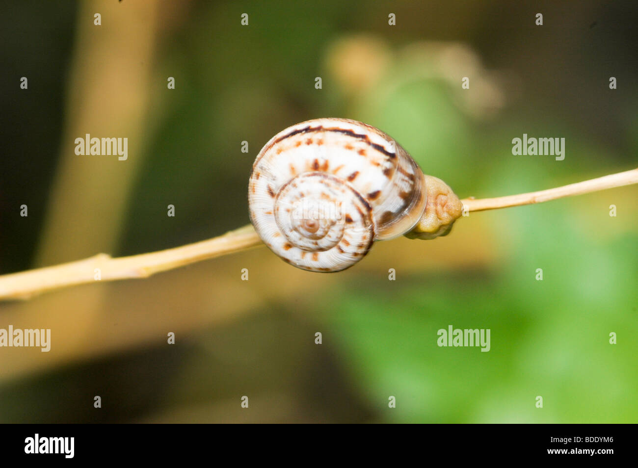 white garden snail, Theba pisana, on a twig Stock Photo - Alamy