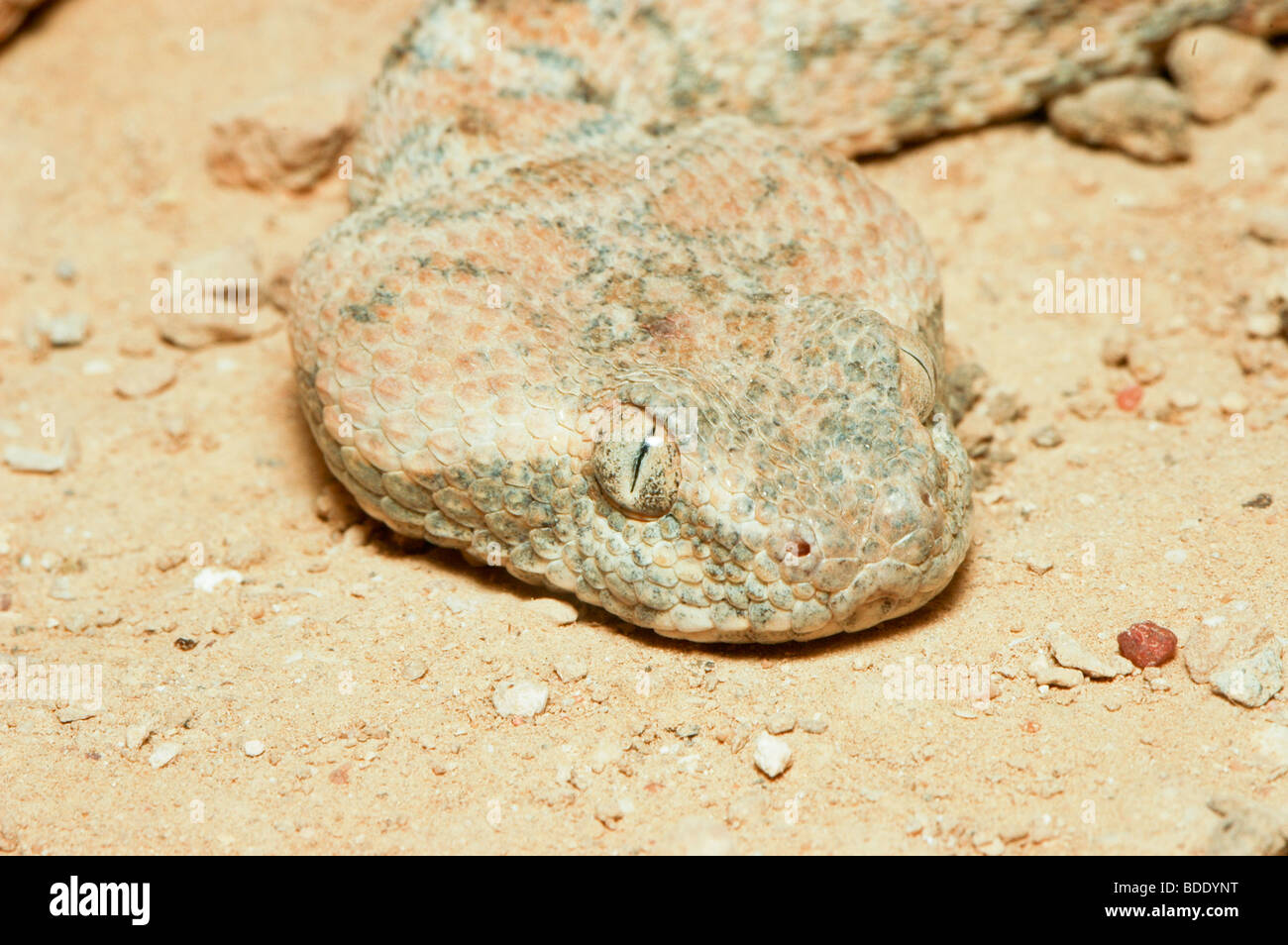 Snake - Pseudocerastes Persian horned viper, false horned viper Stock ...