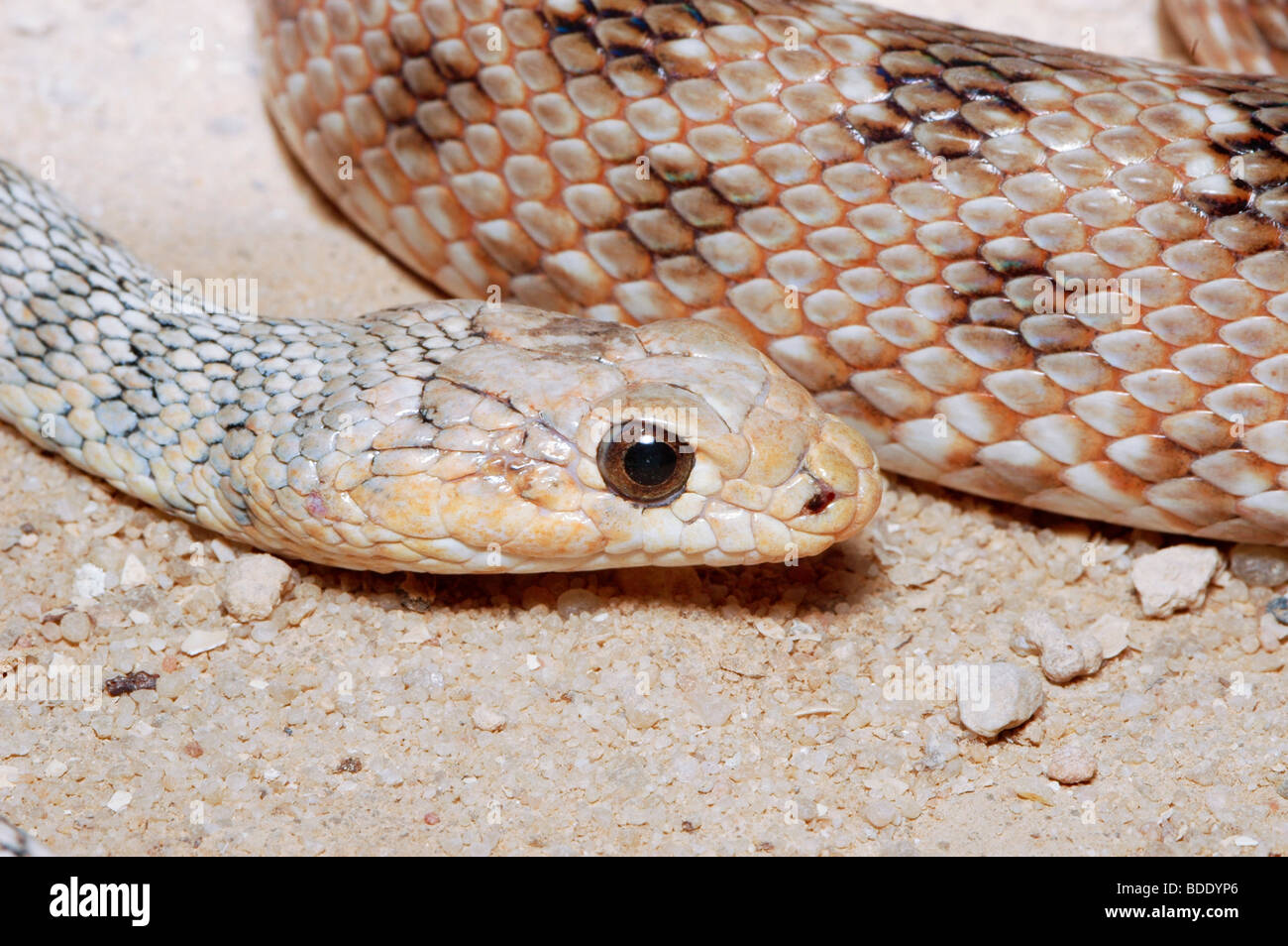 Coluber (racer) snake Stock Photo - Alamy