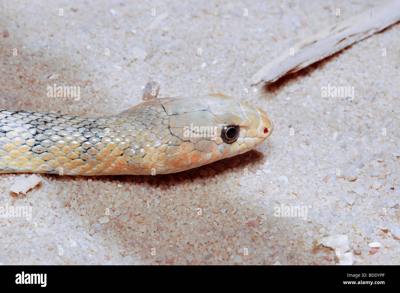 Coluber (racer) snake Stock Photo - Alamy