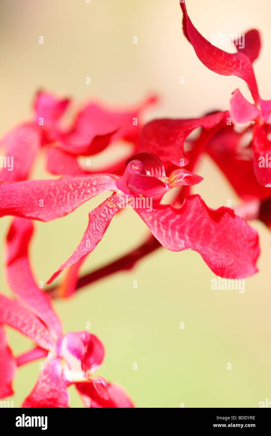 amazing azima mokara orchid - fine art photography Jane-Ann Butler ...