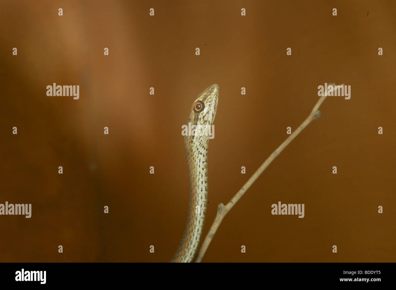 Schokari snake hi-res stock photography and images - Alamy