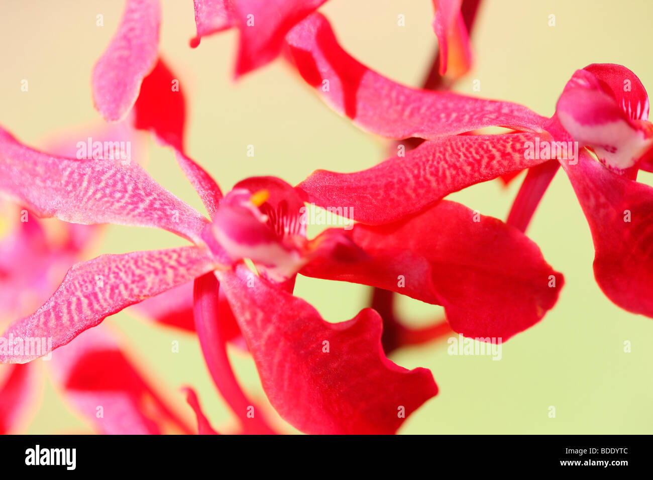 Azima hi-res stock photography and images - Alamy