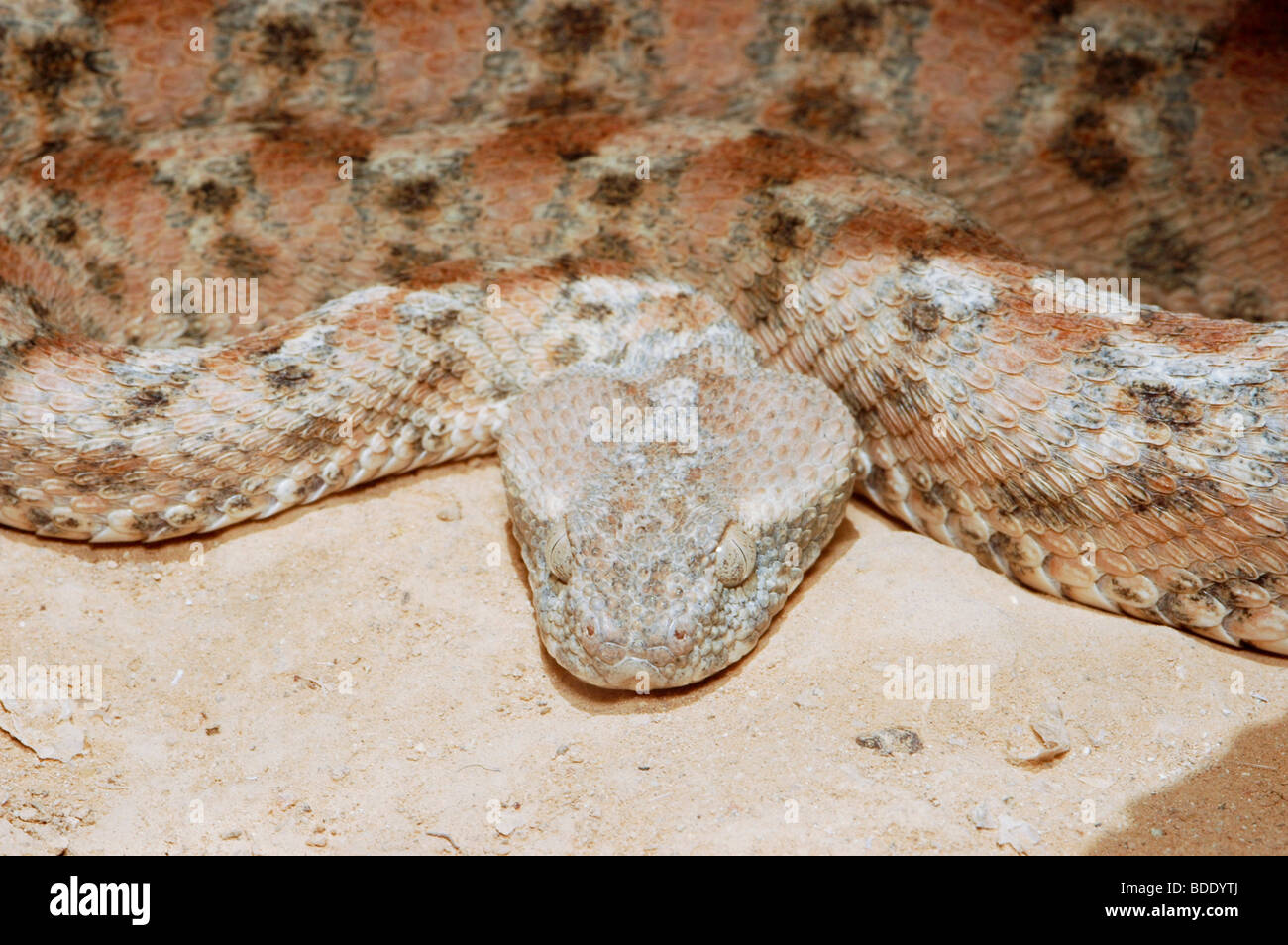 Close up venomous snakes hi-res stock photography and images - Alamy