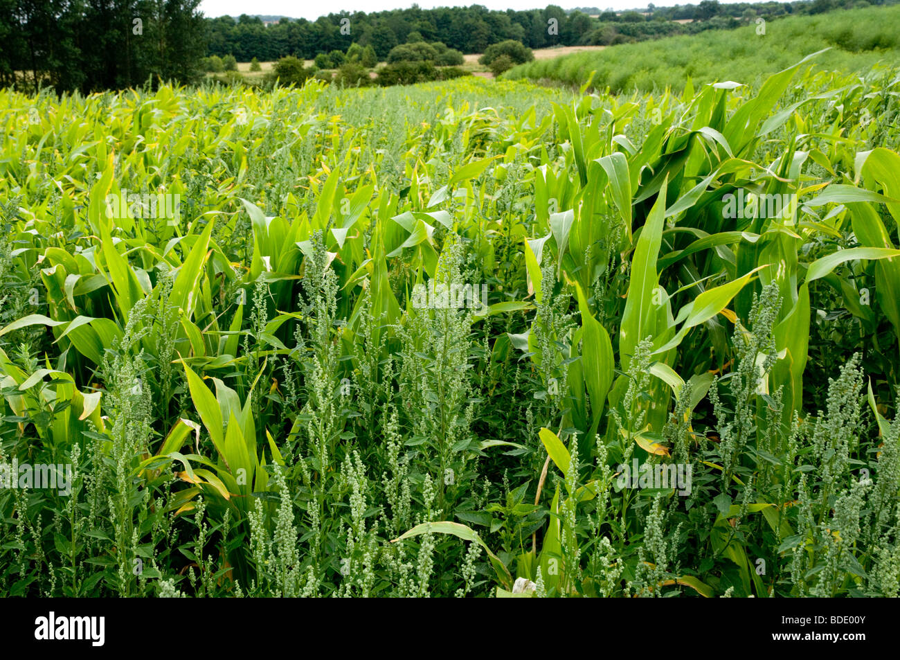 Corn field weeds hi-res stock photography and images - Alamy