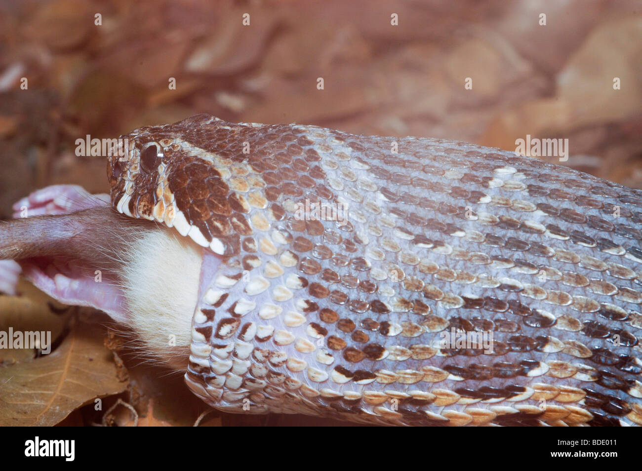Coluber (racer) snake swallowing a rat Stock Photo - Alamy