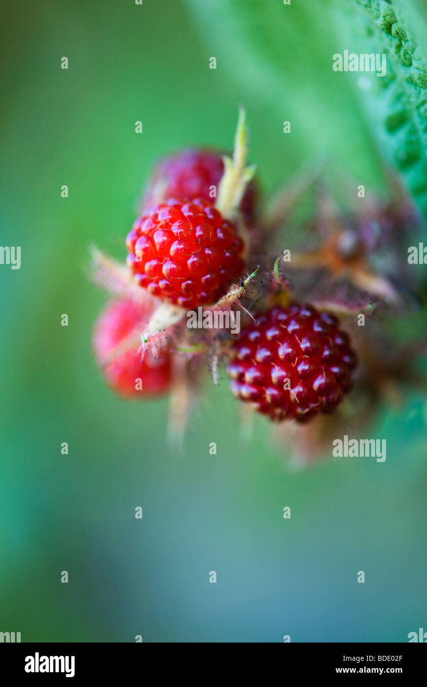 Japanese wineberry growing hi-res stock photography and images - Alamy