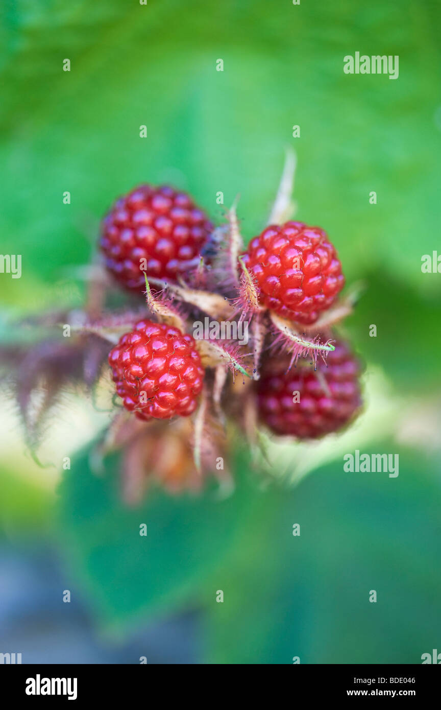 Rubus Phoenicolasius. Japanese wineberry fruit on the bush Stock Photo ...