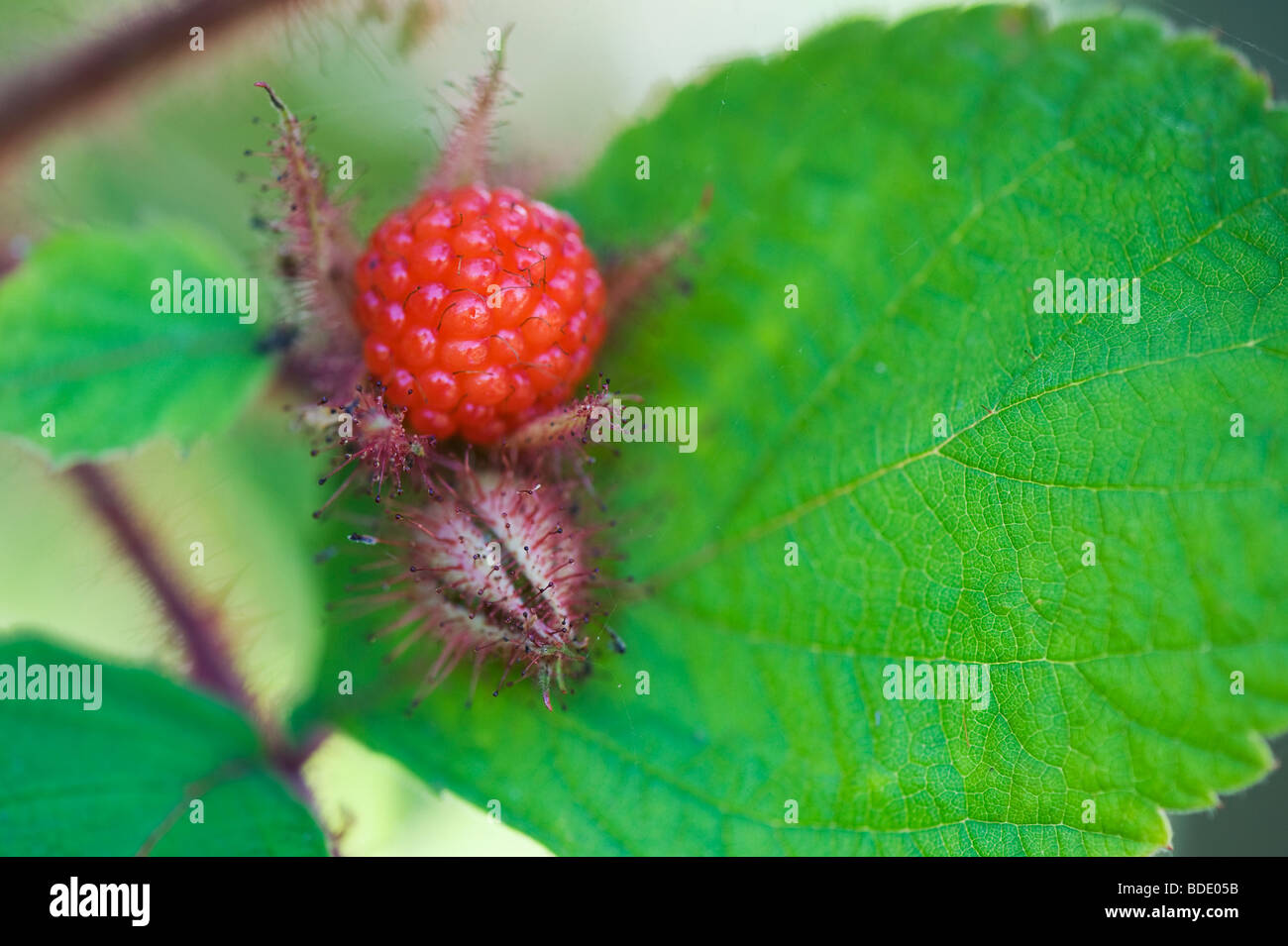 Rubus Phoenicolasius. Japanese wineberry fruit on the bush Stock Photo ...