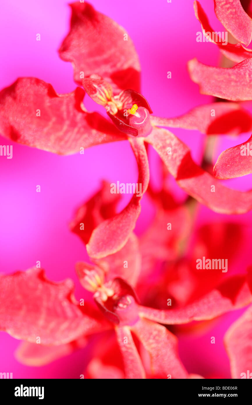 amazing azima mokara orchid - fine art photography Jane-Ann Butler ...