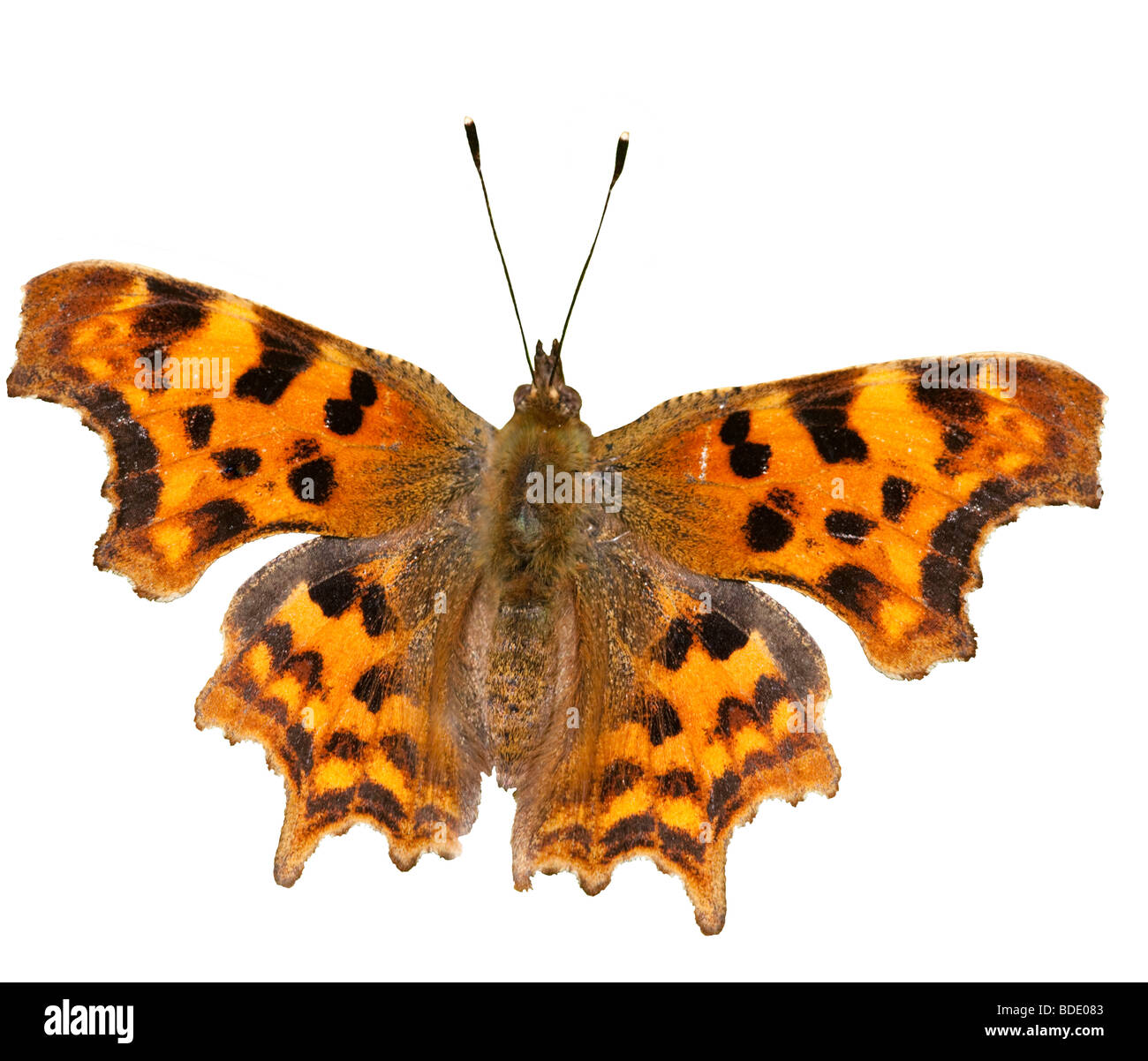 Comma butterfly cut-out on white background Stock Photo - Alamy
