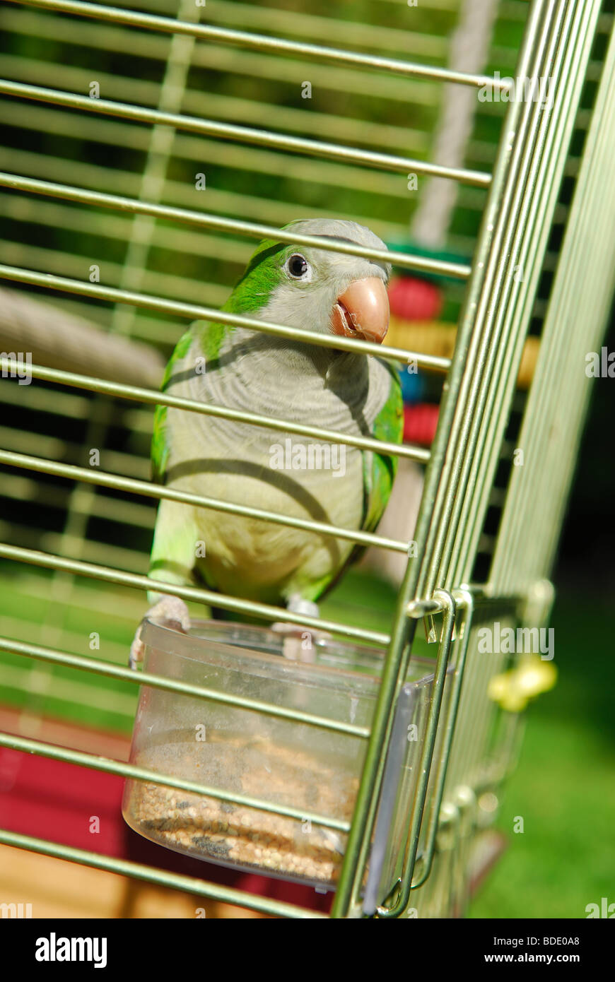 Monk Parakeet (myiopsitta monachus Stock Photo - Alamy