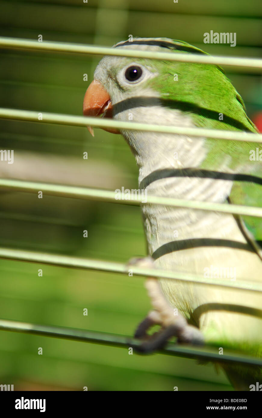 Monk Parakeet (myiopsitta monachus Stock Photo - Alamy