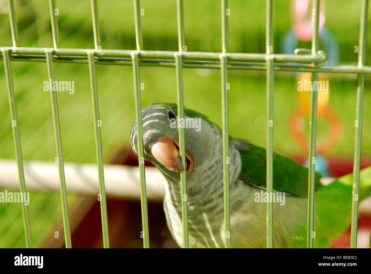 Monk Parakeet (myiopsitta monachus Stock Photo - Alamy