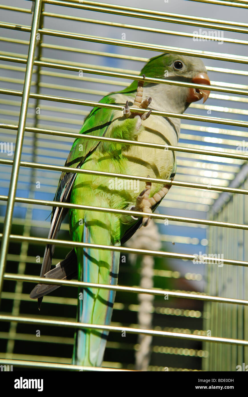 Monk Parakeet (myiopsitta monachus Stock Photo - Alamy
