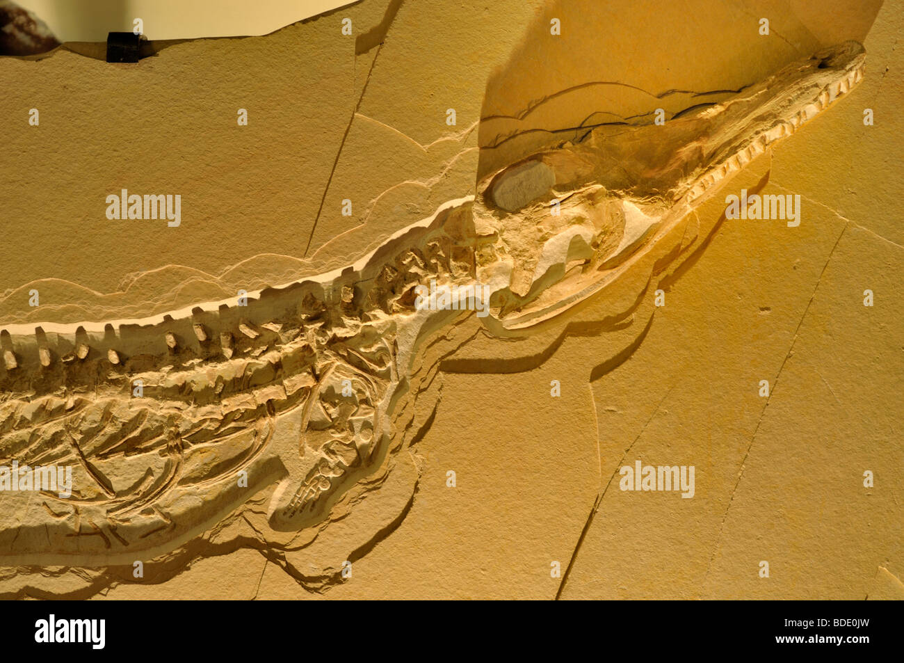 Thermopolis specimen hi-res stock photography and images - Alamy