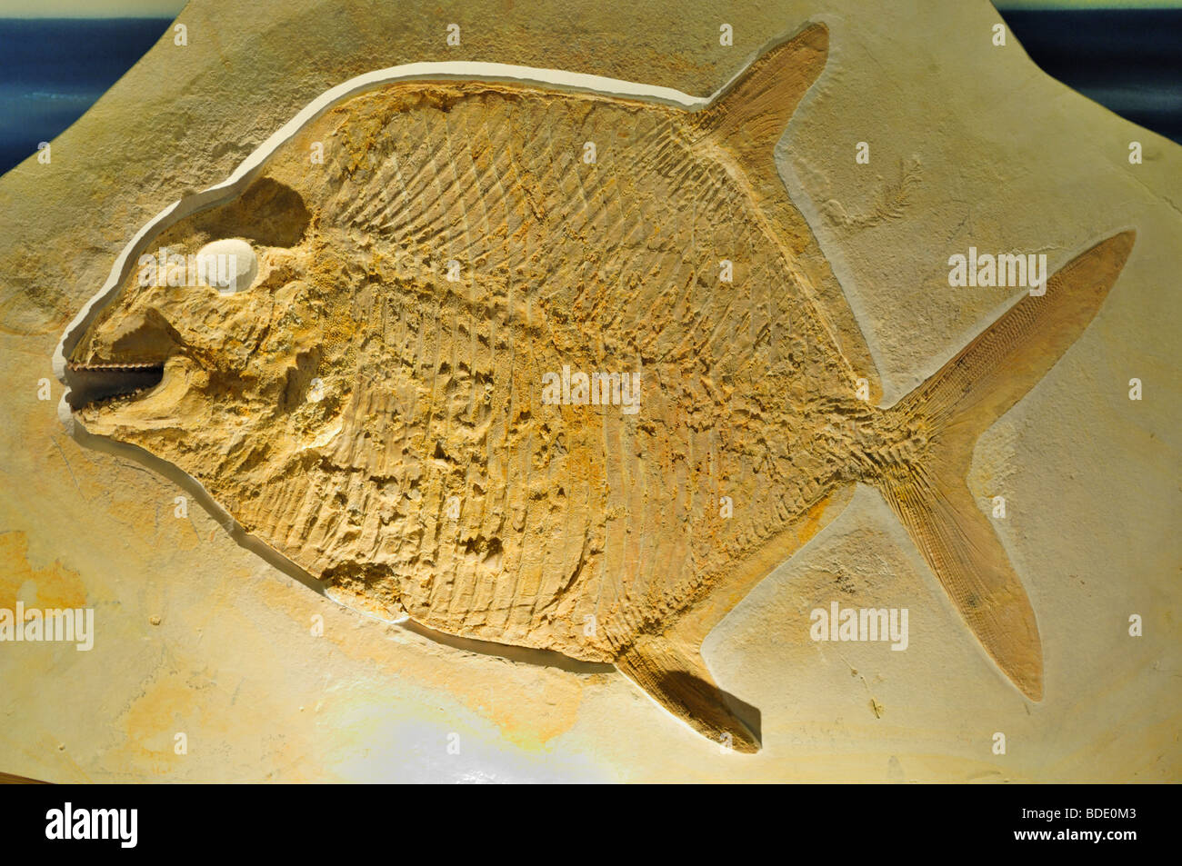 Dinosaur fish hi-res stock photography and images - Alamy