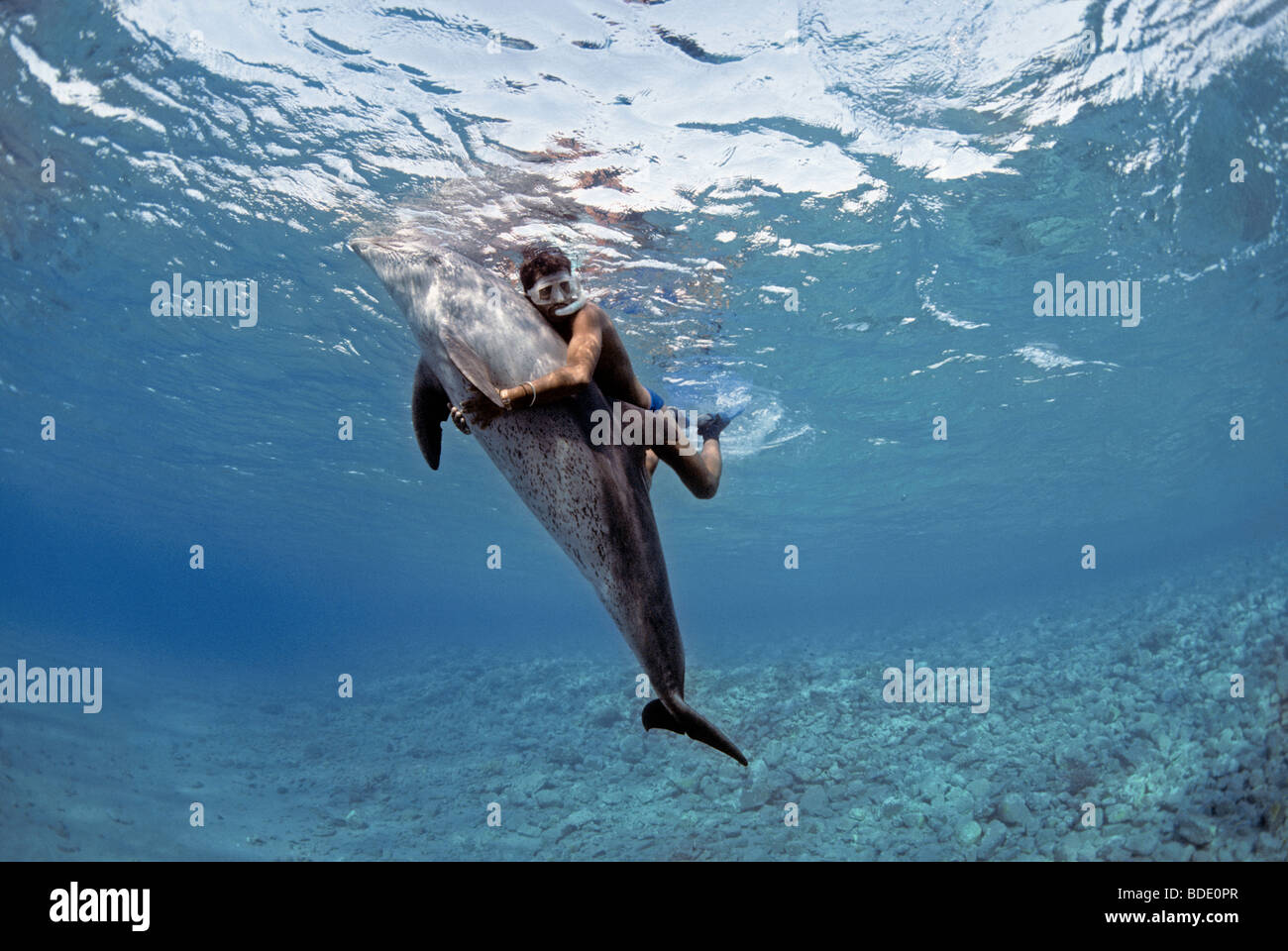 Man riding dolphin hi-res stock photography and images - Alamy