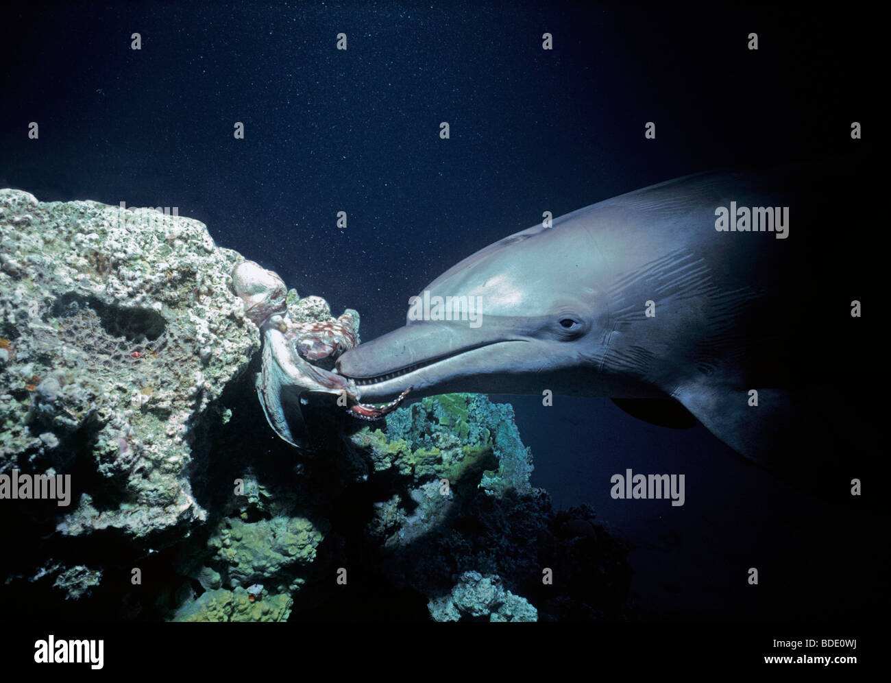 Bottlenose Dolphin (Tursiops truncatus) playing with Reef Octopus ...