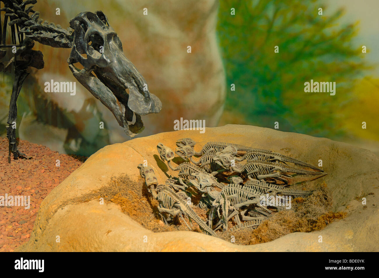 Good mother lizard hi-res stock photography and images - Alamy