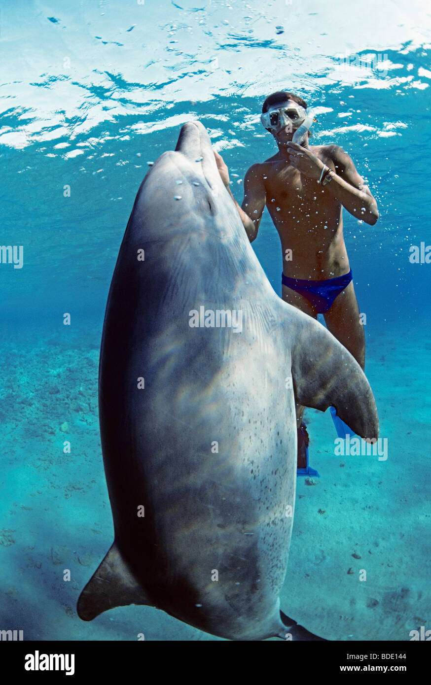 Dolphin belly hi-res stock photography and images - Alamy
