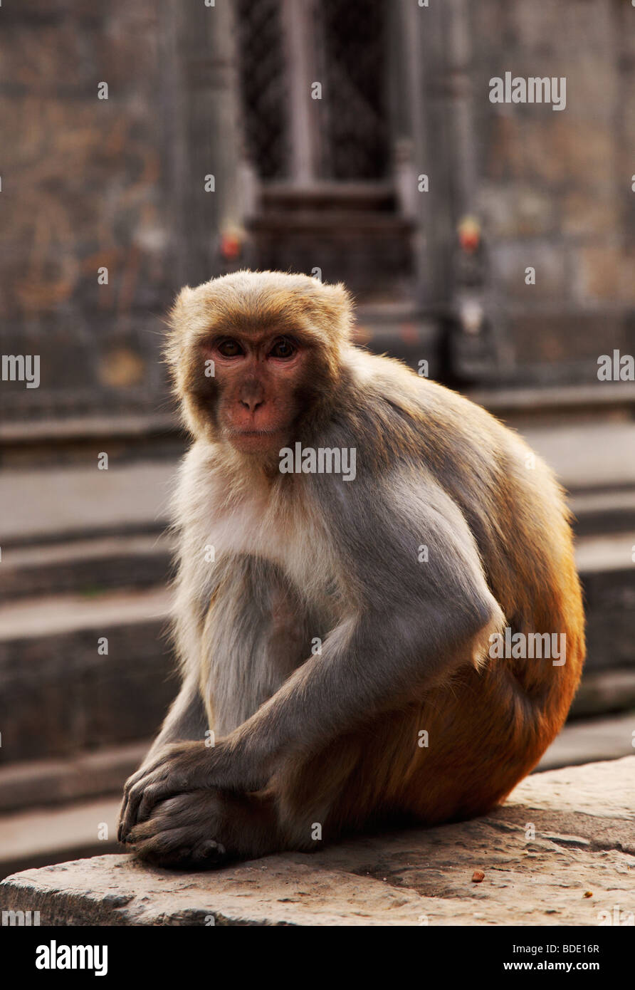 Rhesus Macaque monkey, Nepal Stock Photo - Alamy