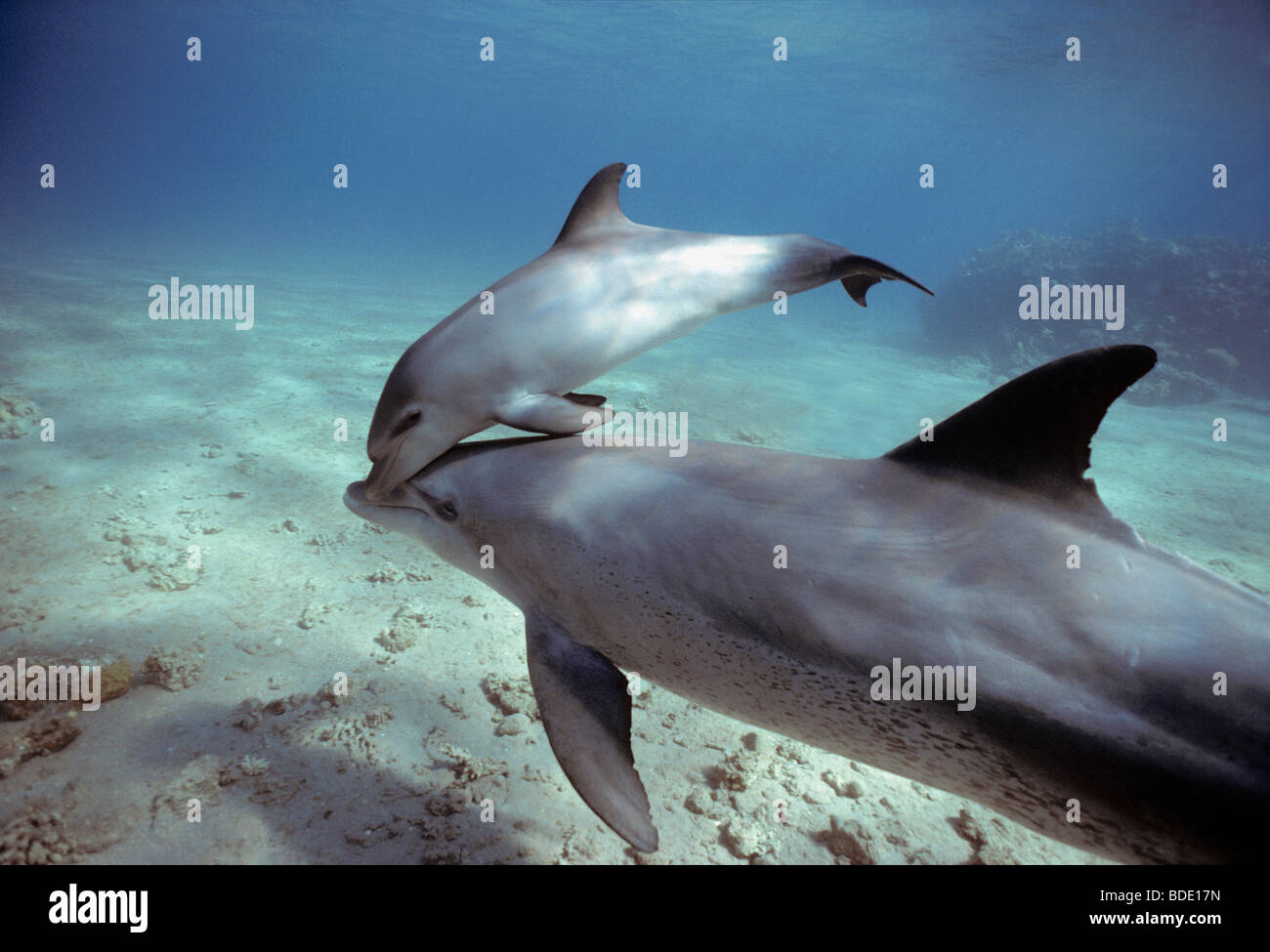 Baby Bottlenose Dolphins